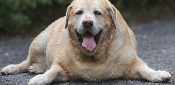 ¿su labrador está gordo?, la culpa es de la genética - scoopnest.com