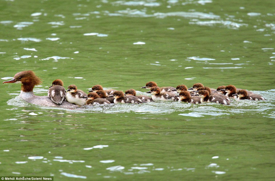 This mother duck gave birth to a giant brood of EIGHTEEN ducklings ...