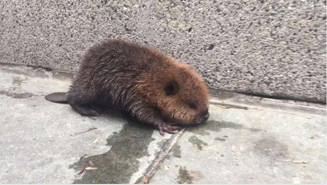 [VÍDEO] Bebé castor causa sensación en las redes. Mira el tierno vídeo ...