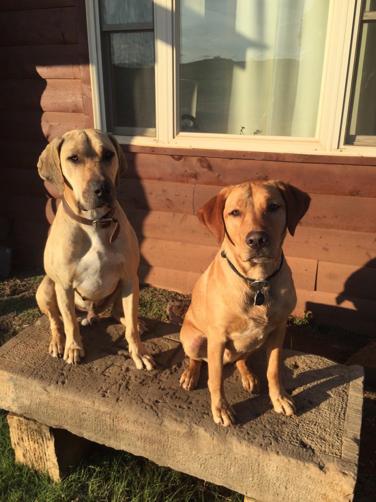 Josh Bugbee (@Josh_Bugbee) | Twitter