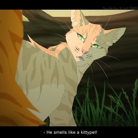 Warrior Cats Firestar And Sandstorm