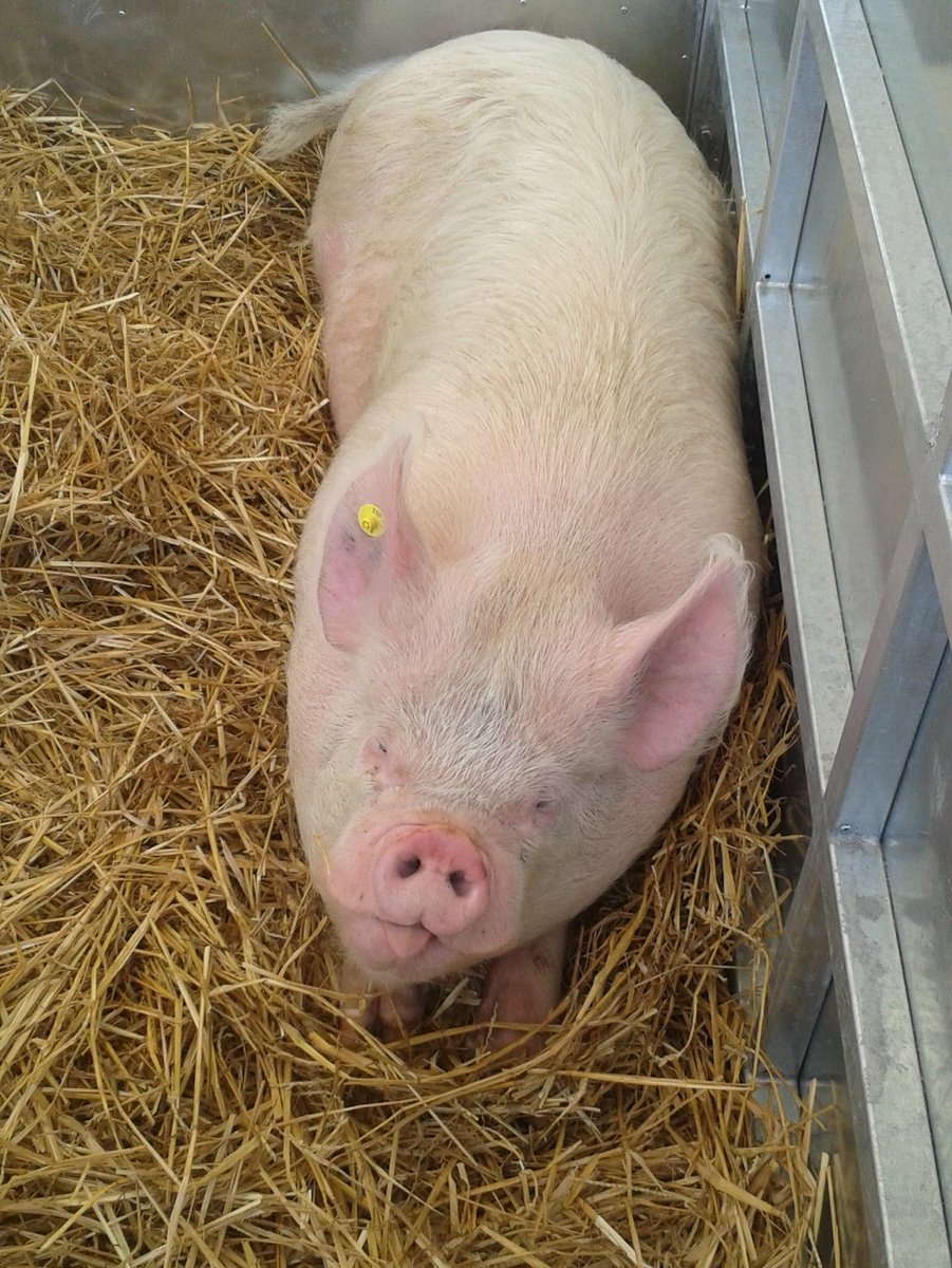 M.W.P.B.C. (@MiddleWhitePig) / Posts / X