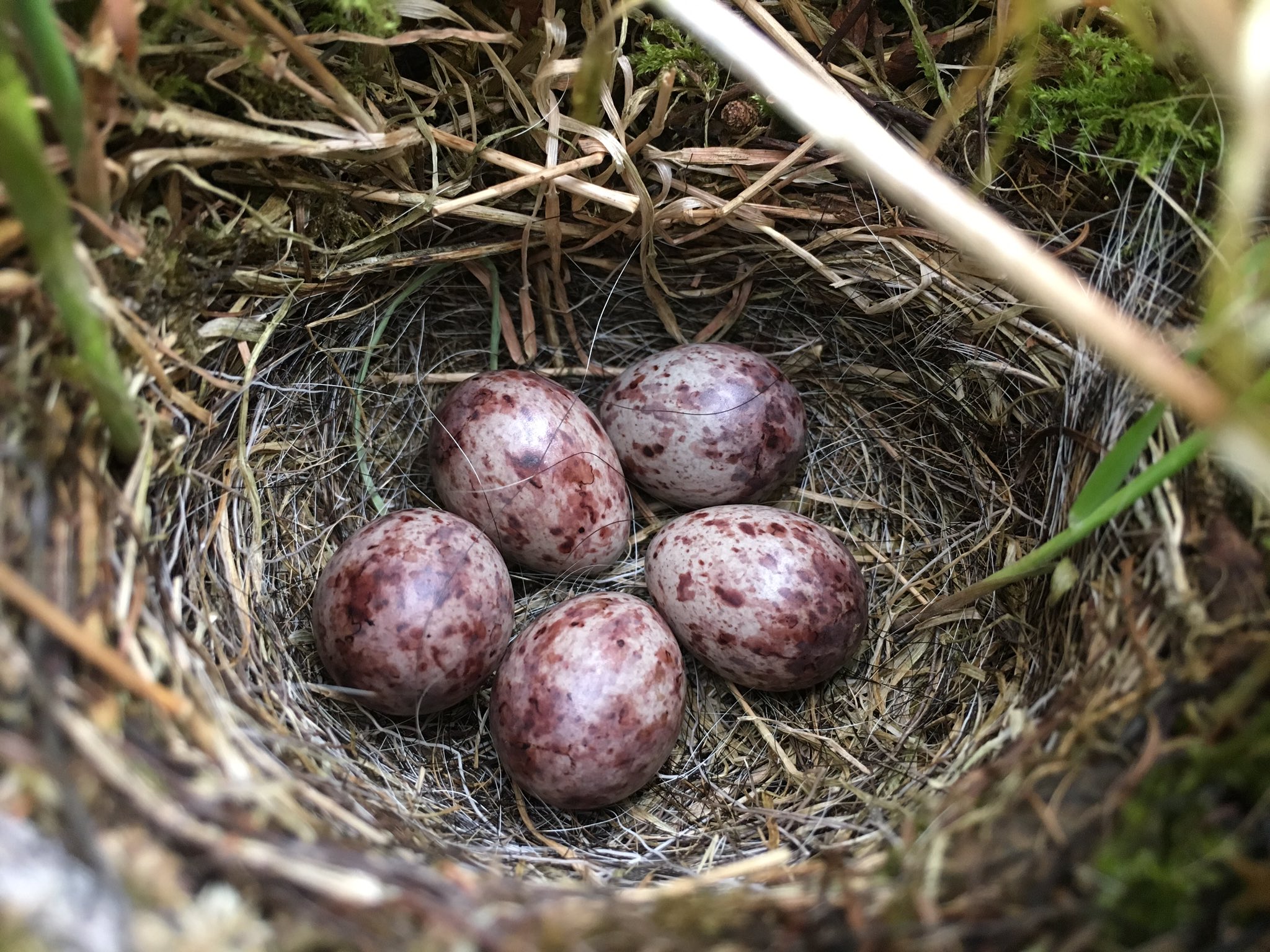 Tree Sparrow Eggs