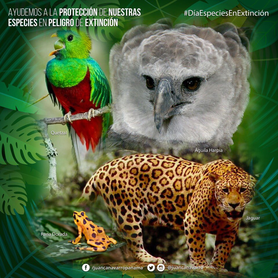 Panamá potencia mundial en naturaleza y biodiversidad ¡cuidemos nuestra ...