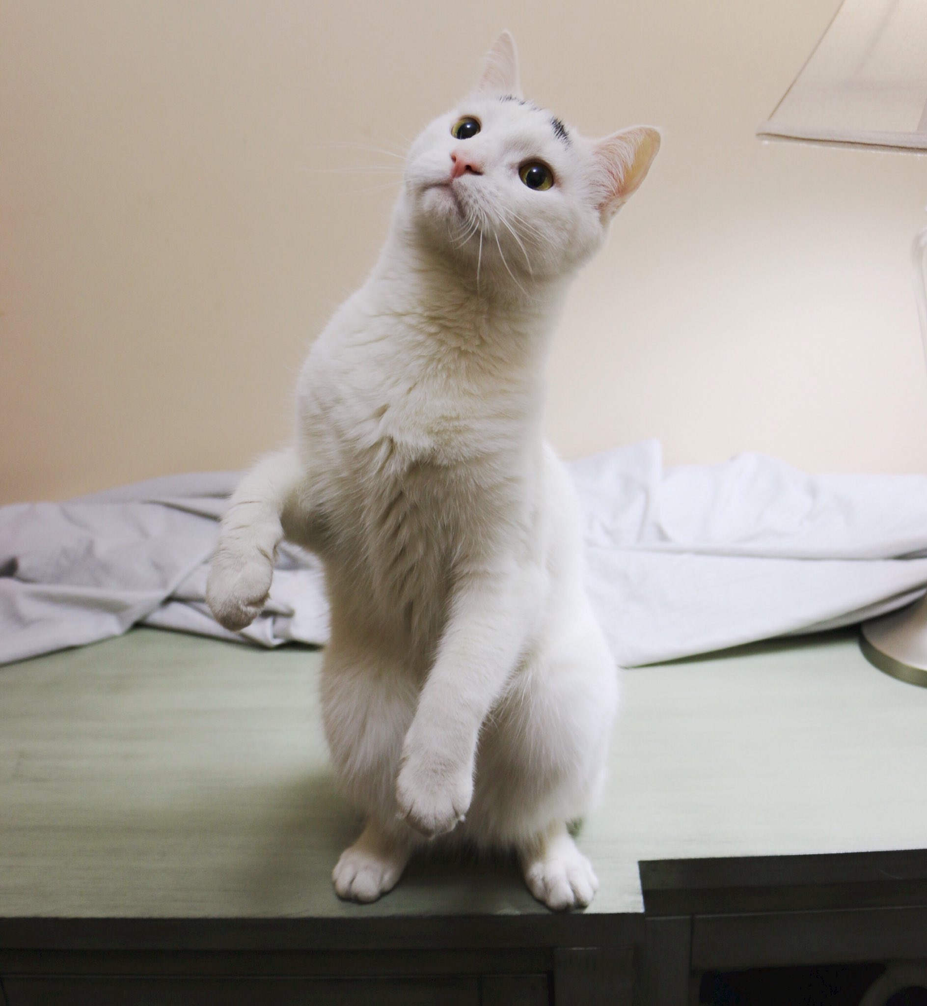 Tgif Cat Dancing