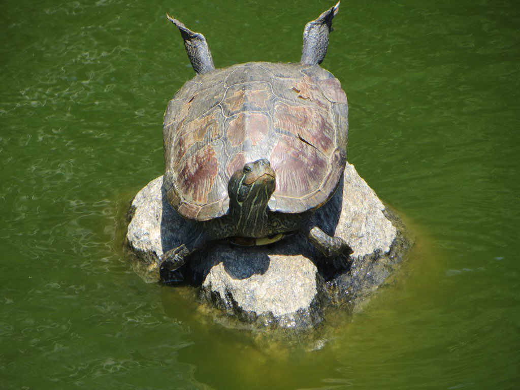 A happy Turtle. Sunbathing. Have a smashing day. | Susan Calman | Scoopnest