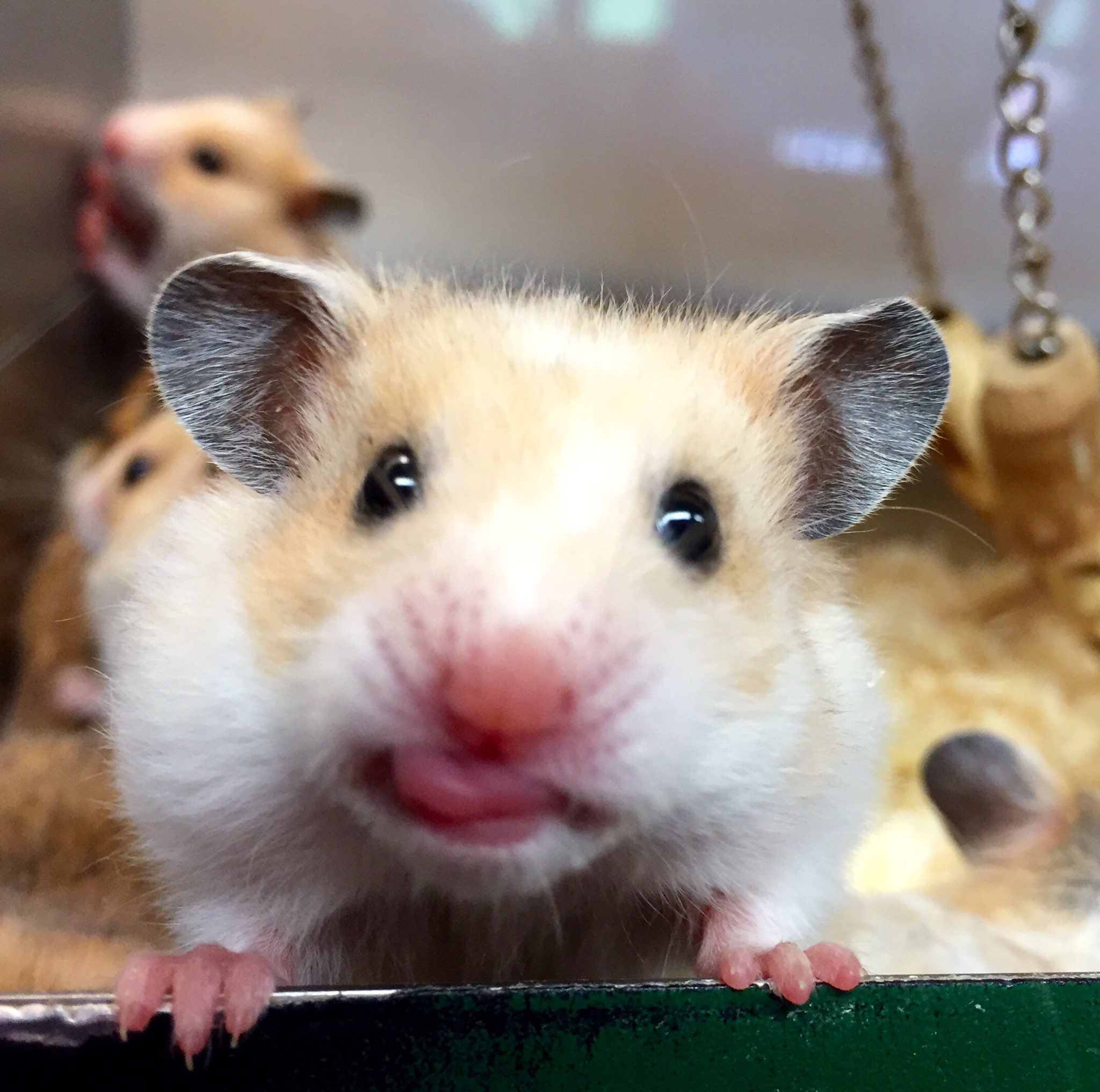 Baby Teddy Bear Hamsters Cute