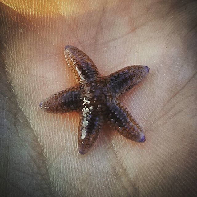 Baby Starfish