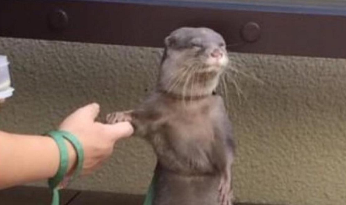 Otters Holding Hands Meme