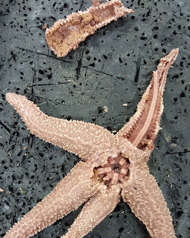 Starfish Eggs