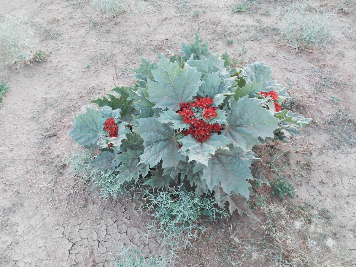 Glossostemon bruguieri - Alchetron, The Free Social Encyclopedia