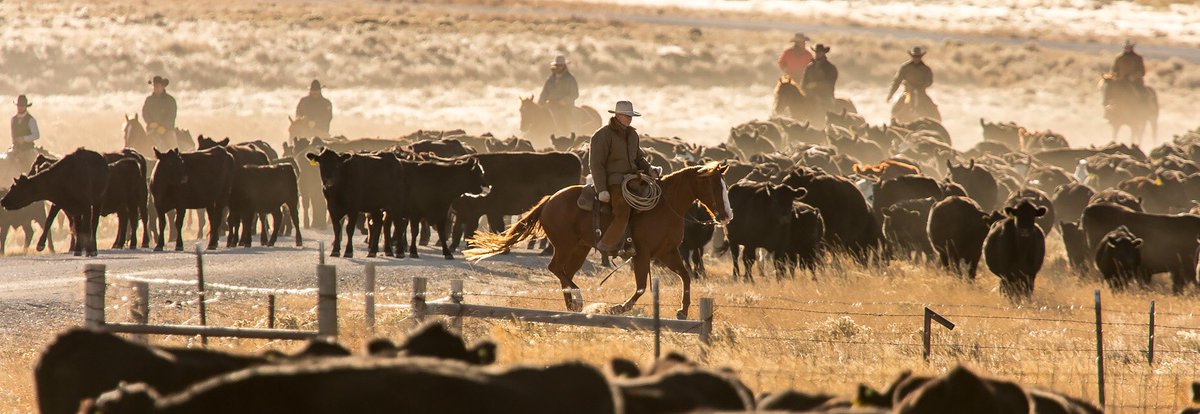This photograph was taken while we were moving cattle for Fall works at ...