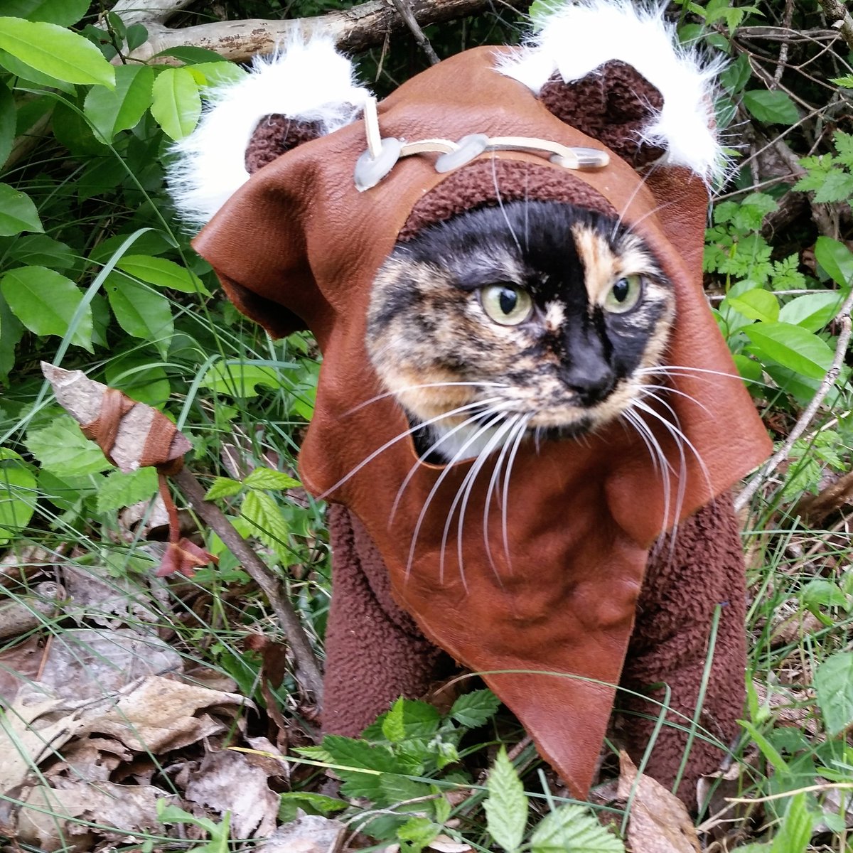 Ewok Cat