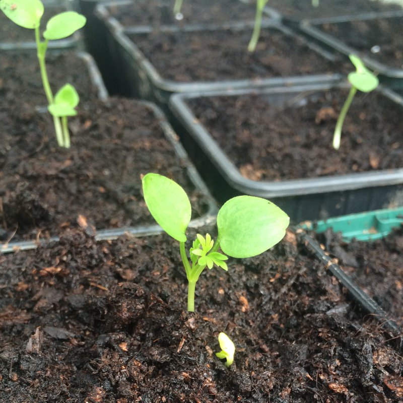 Delphinium Seedlings