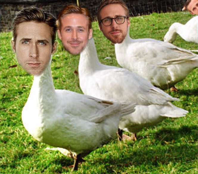 Ryan Gosling Goose