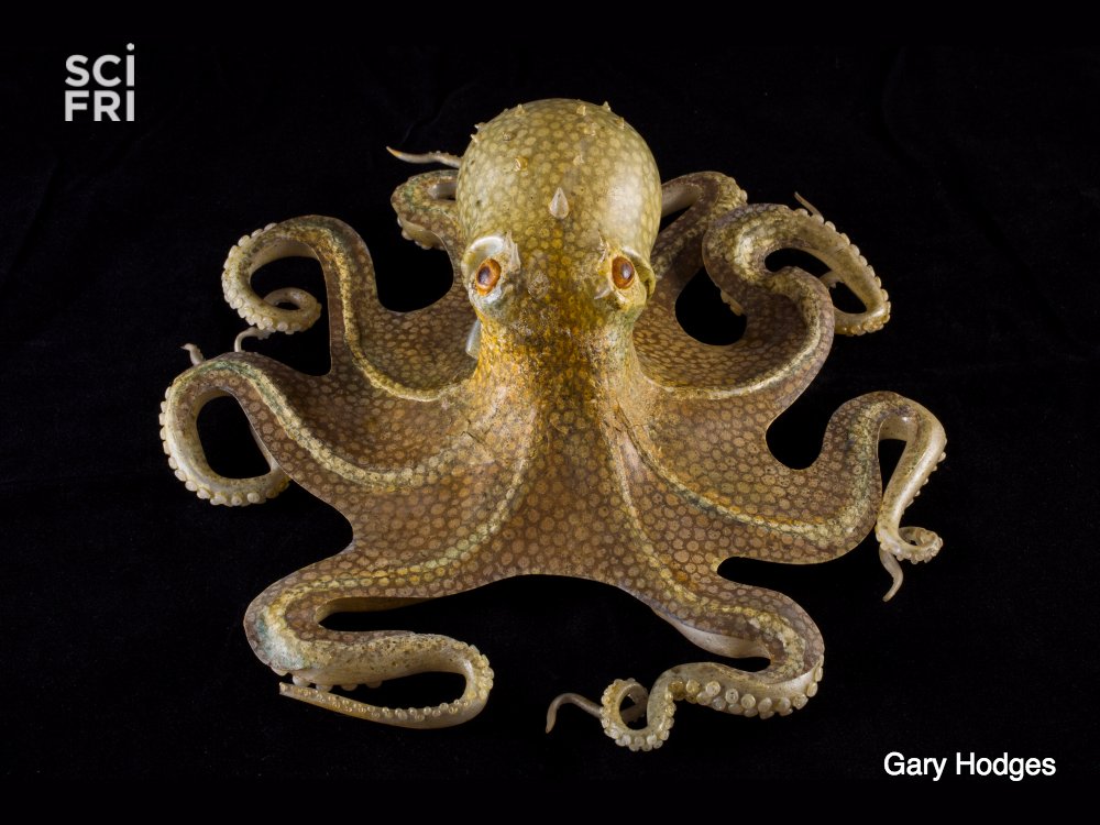 Real Octopus Pictures