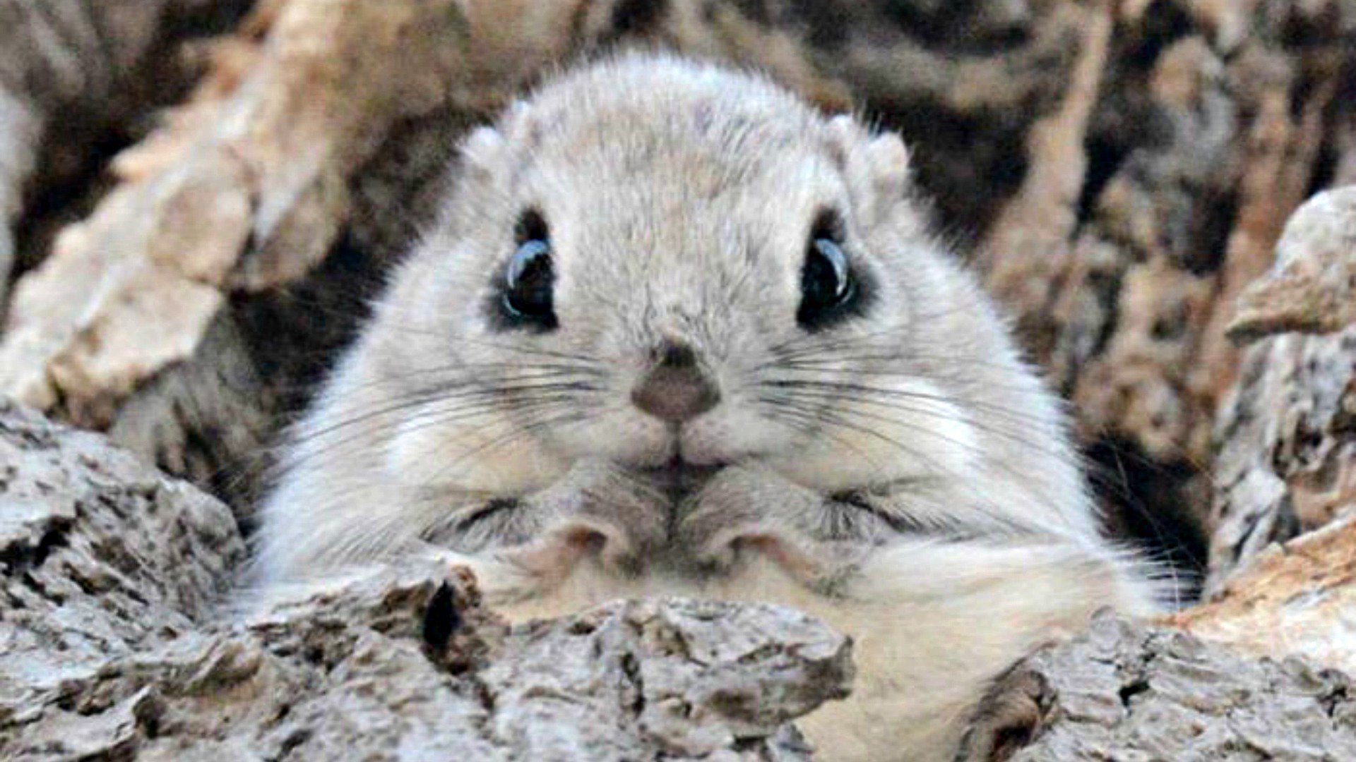 Cute Baby Flying Squirrel