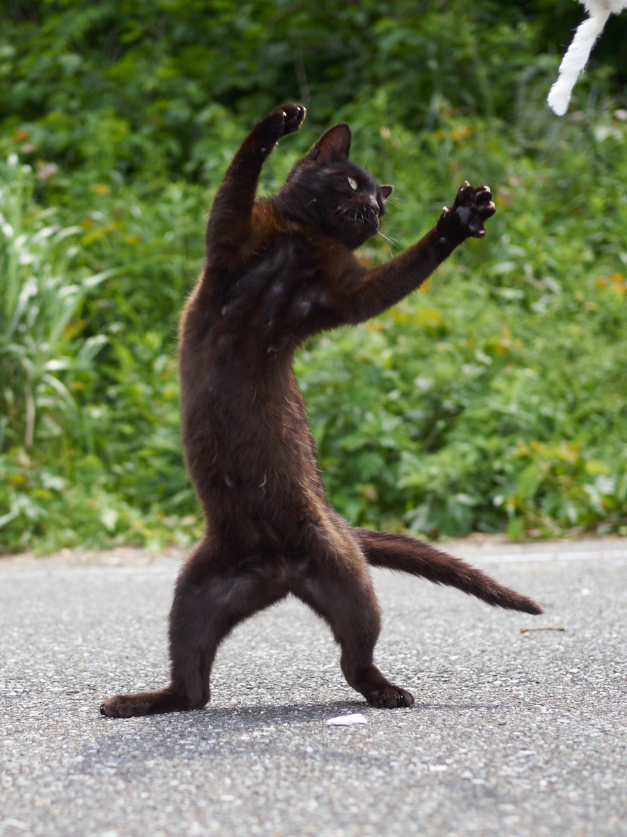 Dancing animals, Dancing cat, Cute cats