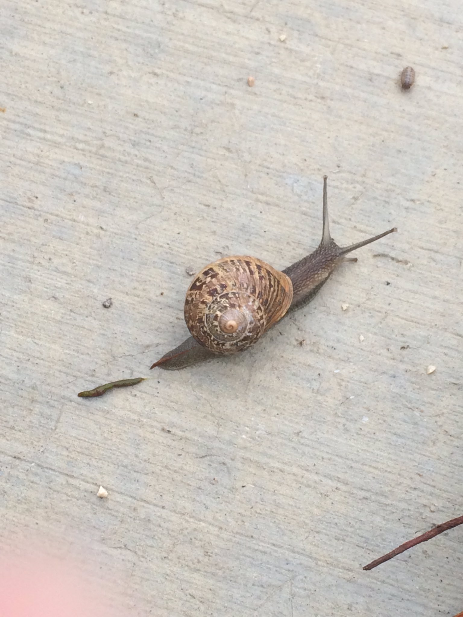 Moist Snail Poop