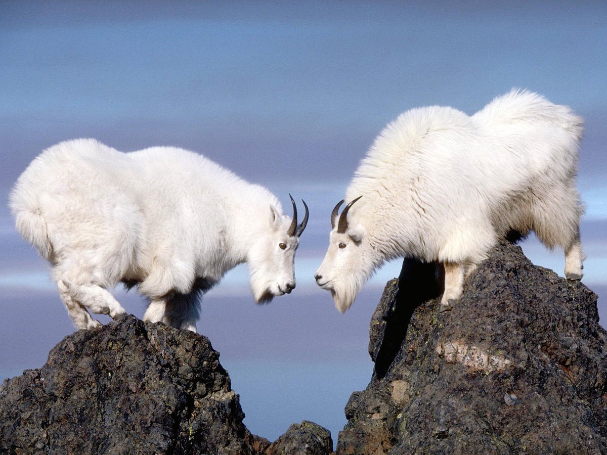 Mountain Goats Falling