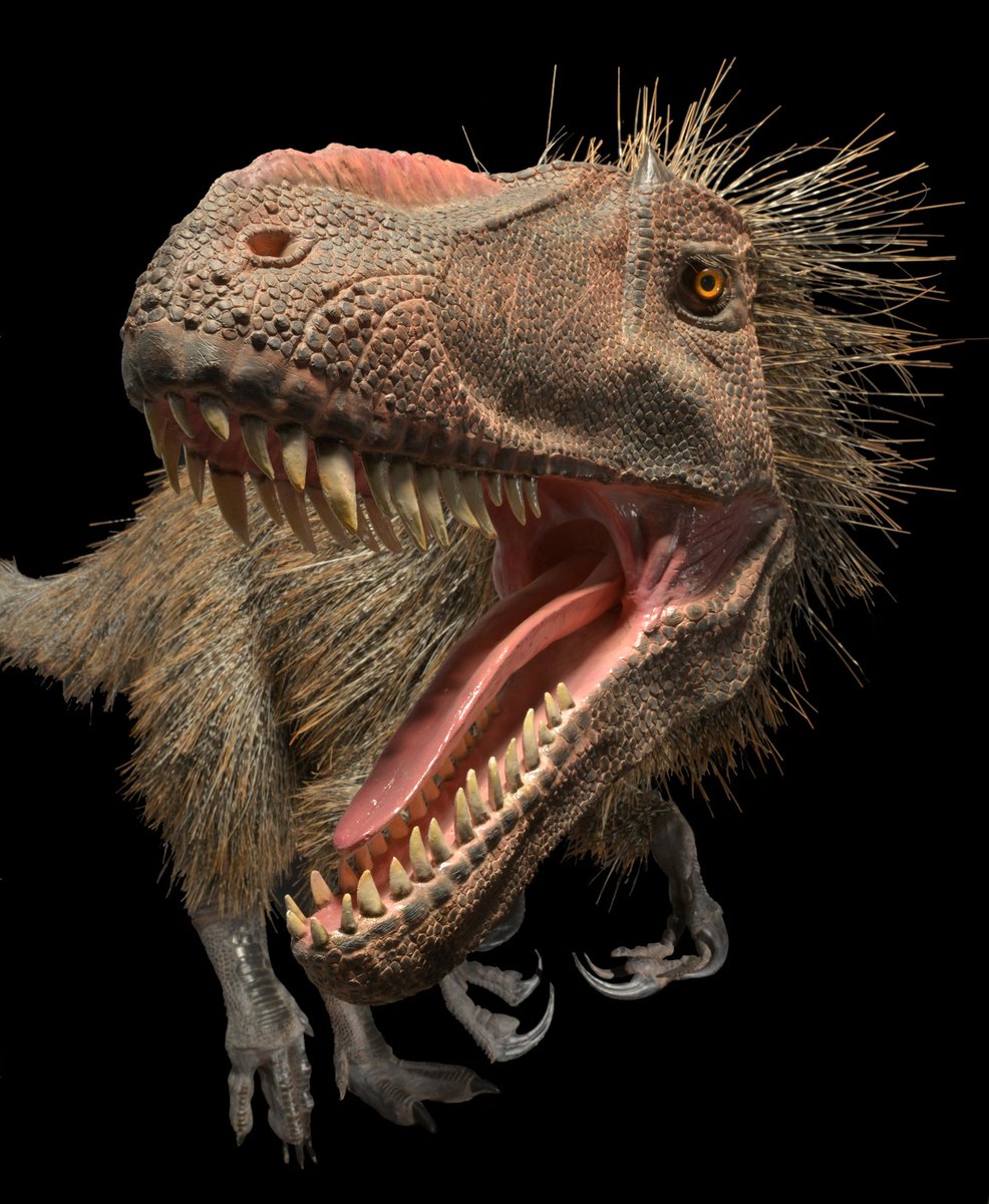 Yutyrannus huali sported a shaggy coat of the filaments called “proto ...