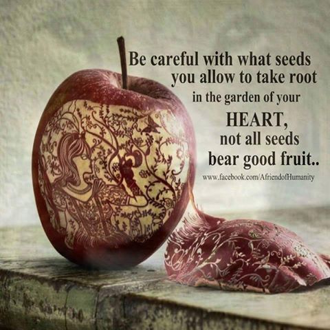 Allow Seeds