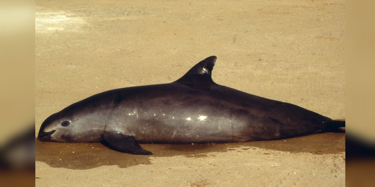 La vaquita mexicana, el delfín más pequeño del mundo, se está ...