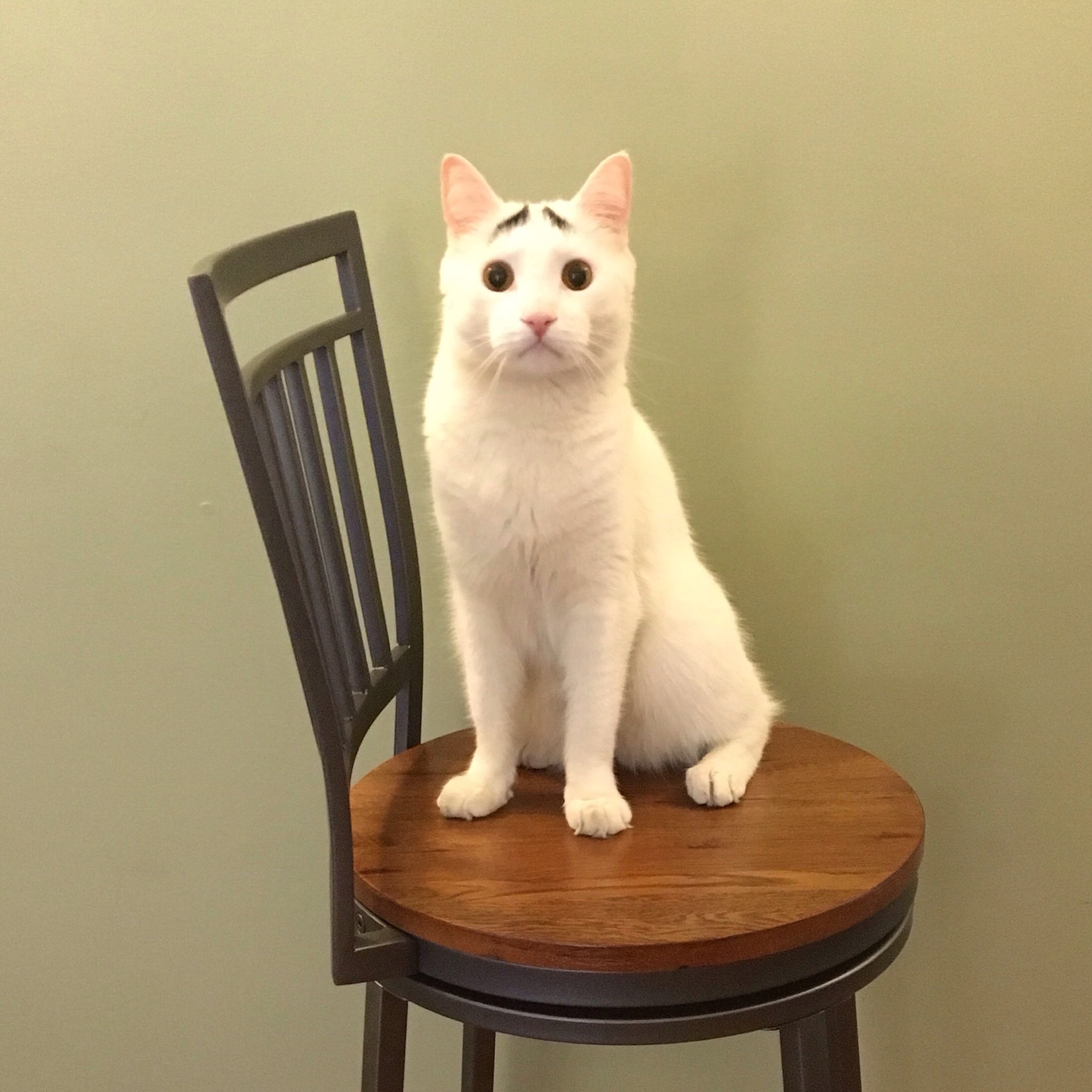 Sam The Concerned Cat