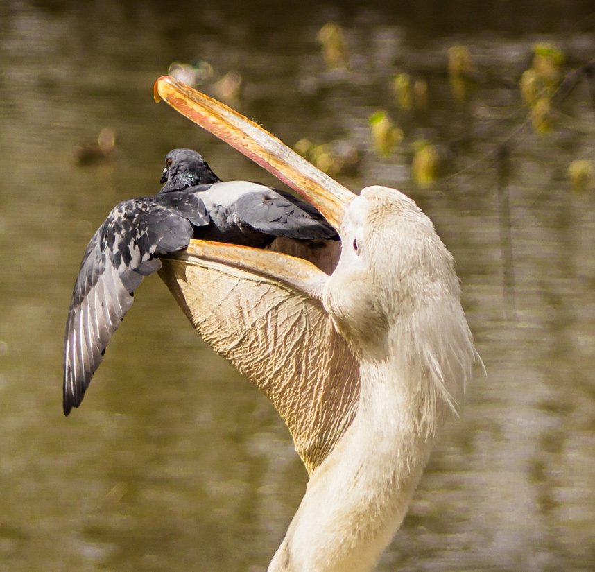 Pictures of the day: Pouncing pelican pockets poor pigeon in Penza potd ...