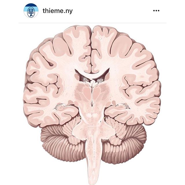 Coronal Section Of Brain Drawing