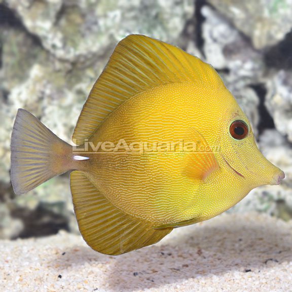 Zebrasoma Scopas Yellow