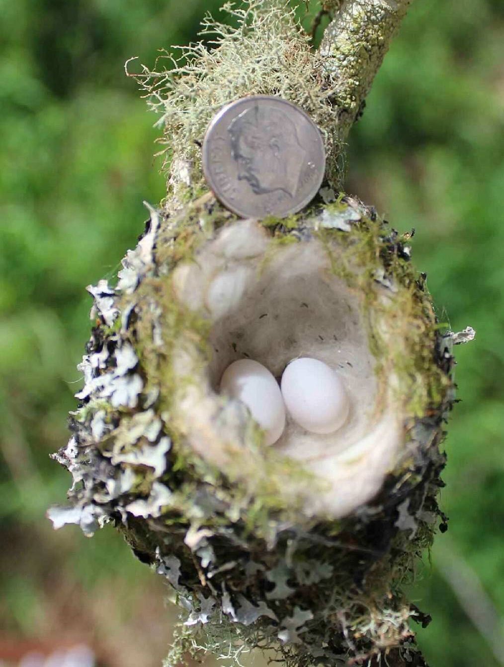 Humming Bird Eggs