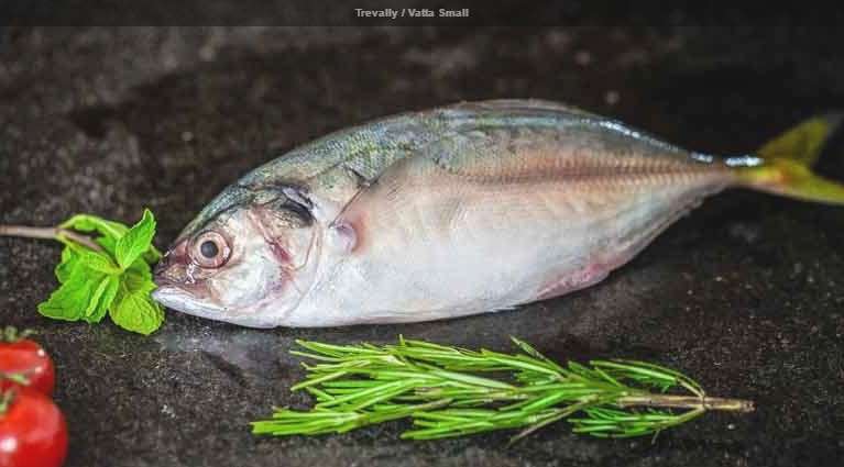 Vatta Fish Kerala Images In English Nostalgic Kerala