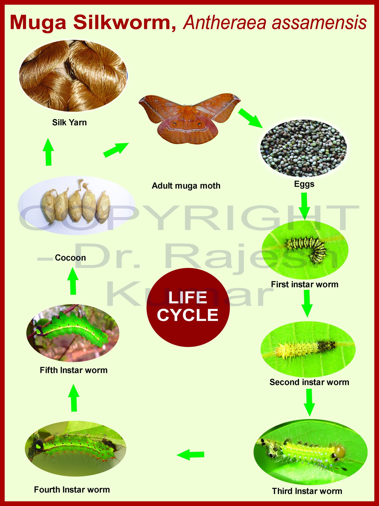 Silk Worm Life Cycle