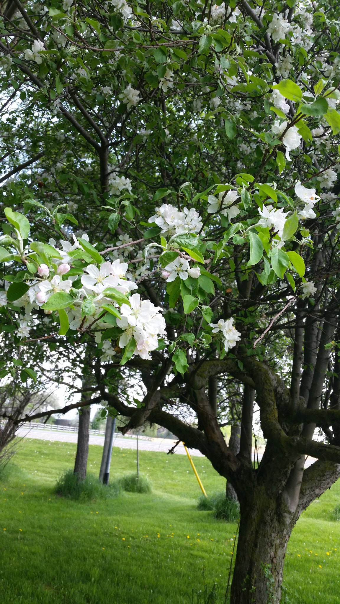 TW Pornstars - Daisy🔥Camgirl /Country Bumpkin/ Free Spirit. Twitter ...