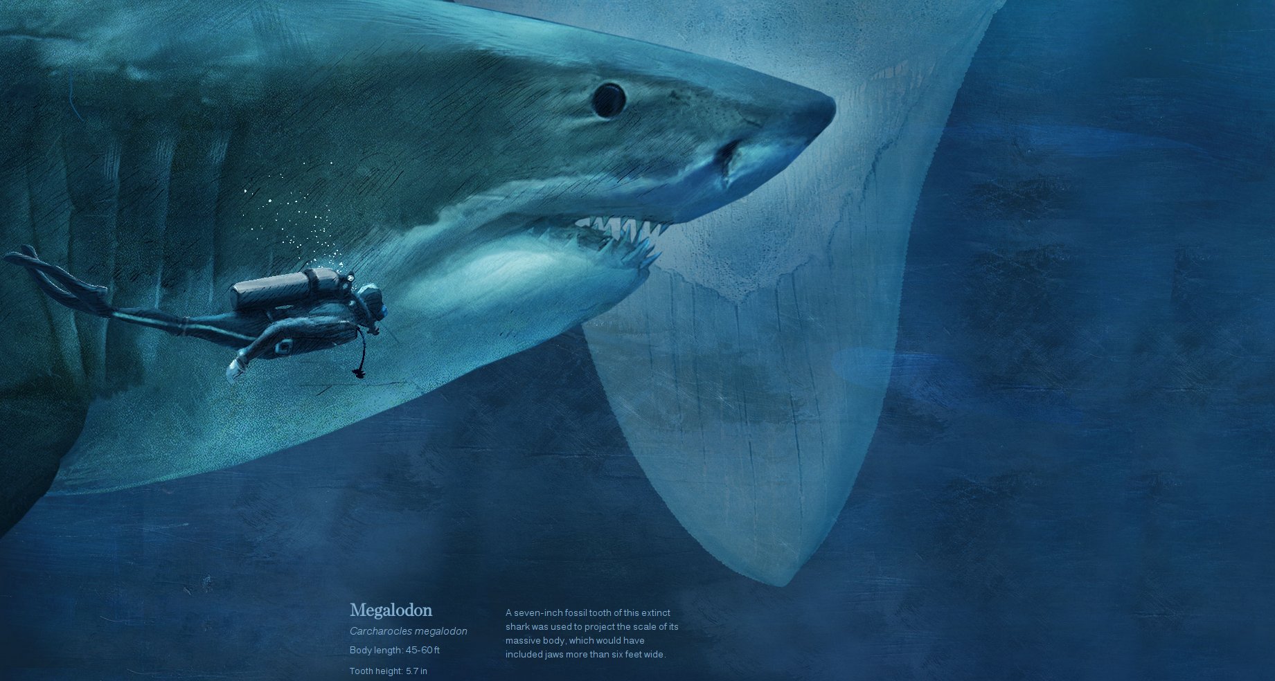 Megalodon National Geographic