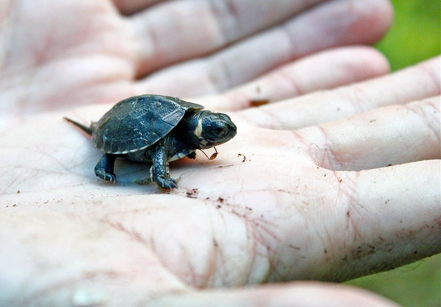 Working toward recovery for one of North America's smallest turtles ...