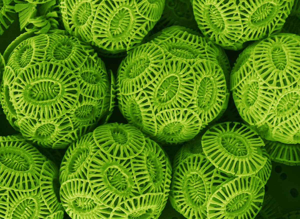 Microscopic Algae