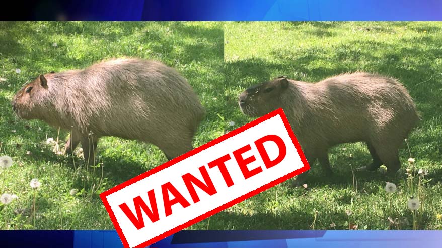 Two capybaras on the loose after escaping High Park Zoo | CityNews ...