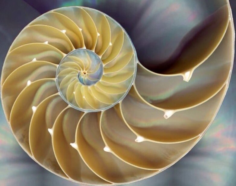 Tessellations In Nature