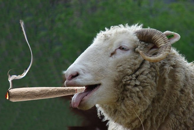 Stoned Sheep
