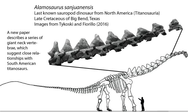 Alamosaurus Fossil