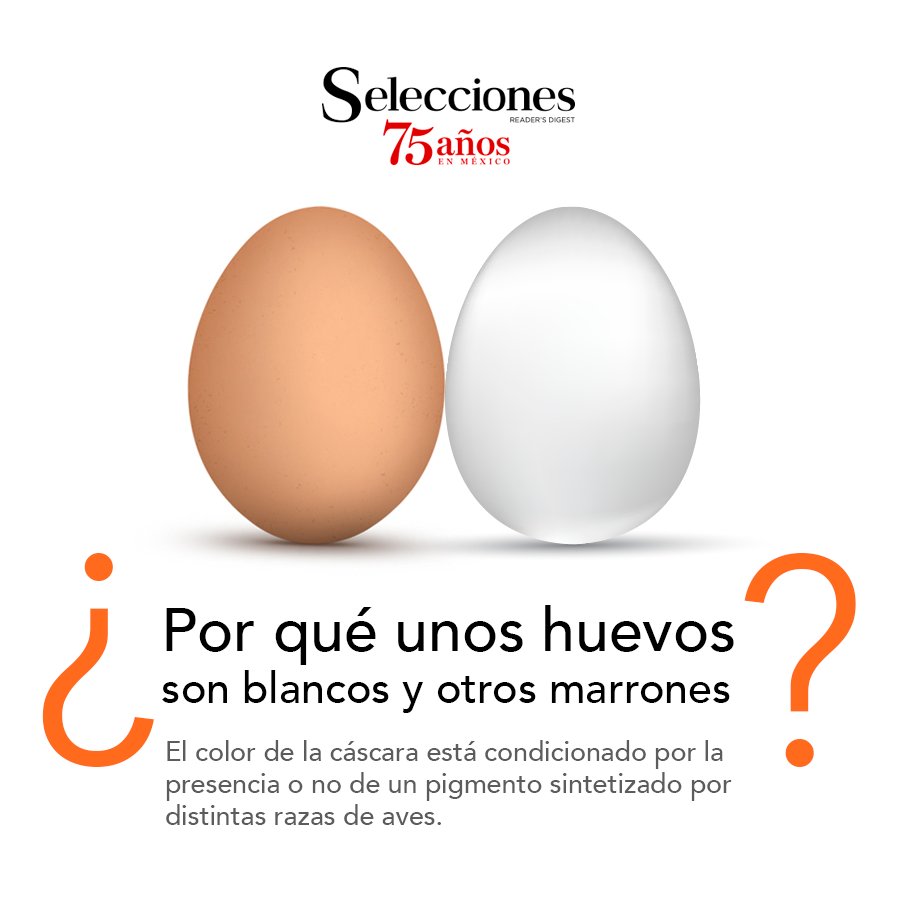 ¿Por qué hay huevos blancos y marrones? | Scoopnest