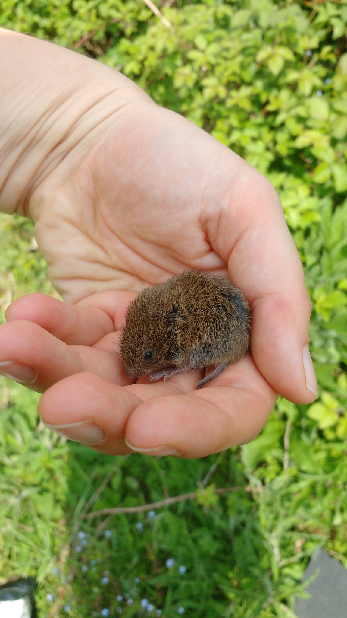 Baby Vole Nest