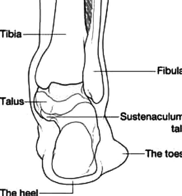 Sustentaculum Talus Radiographic Measurements Of The Talus And