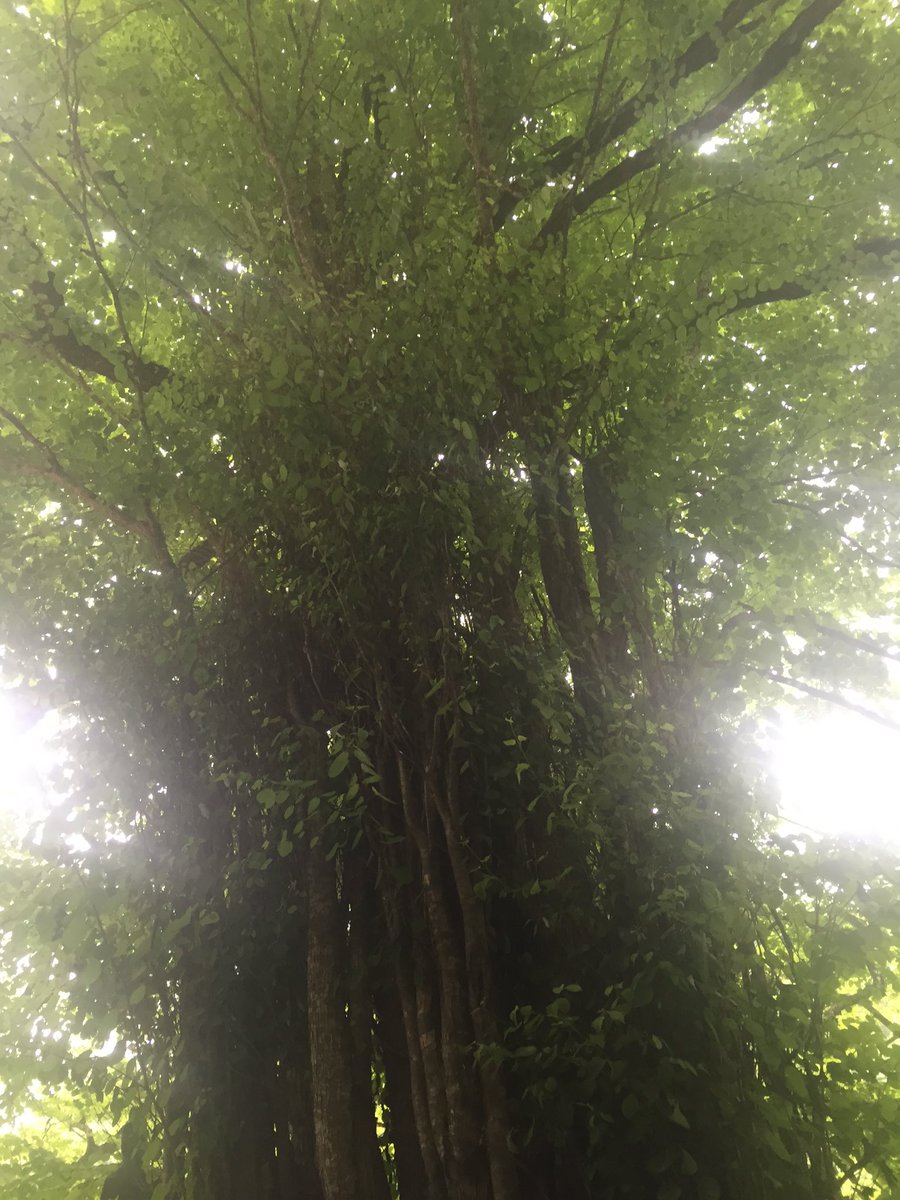 すぎ (@inst_diff) | Twitter