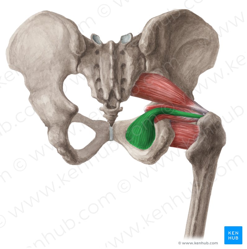 Lesser Sciatic Foramen