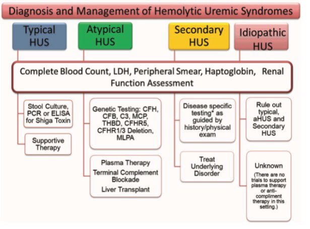 Hemolytic Uremic Syndrome Pathophysiology