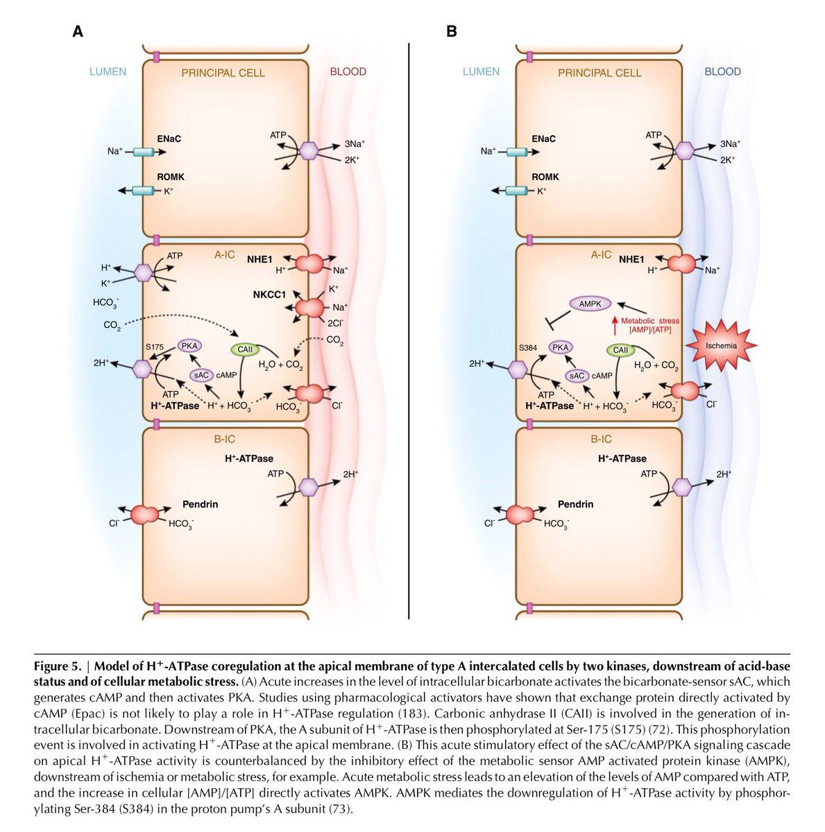 Renal Physiology 101: What every nephrologist should understand # ...