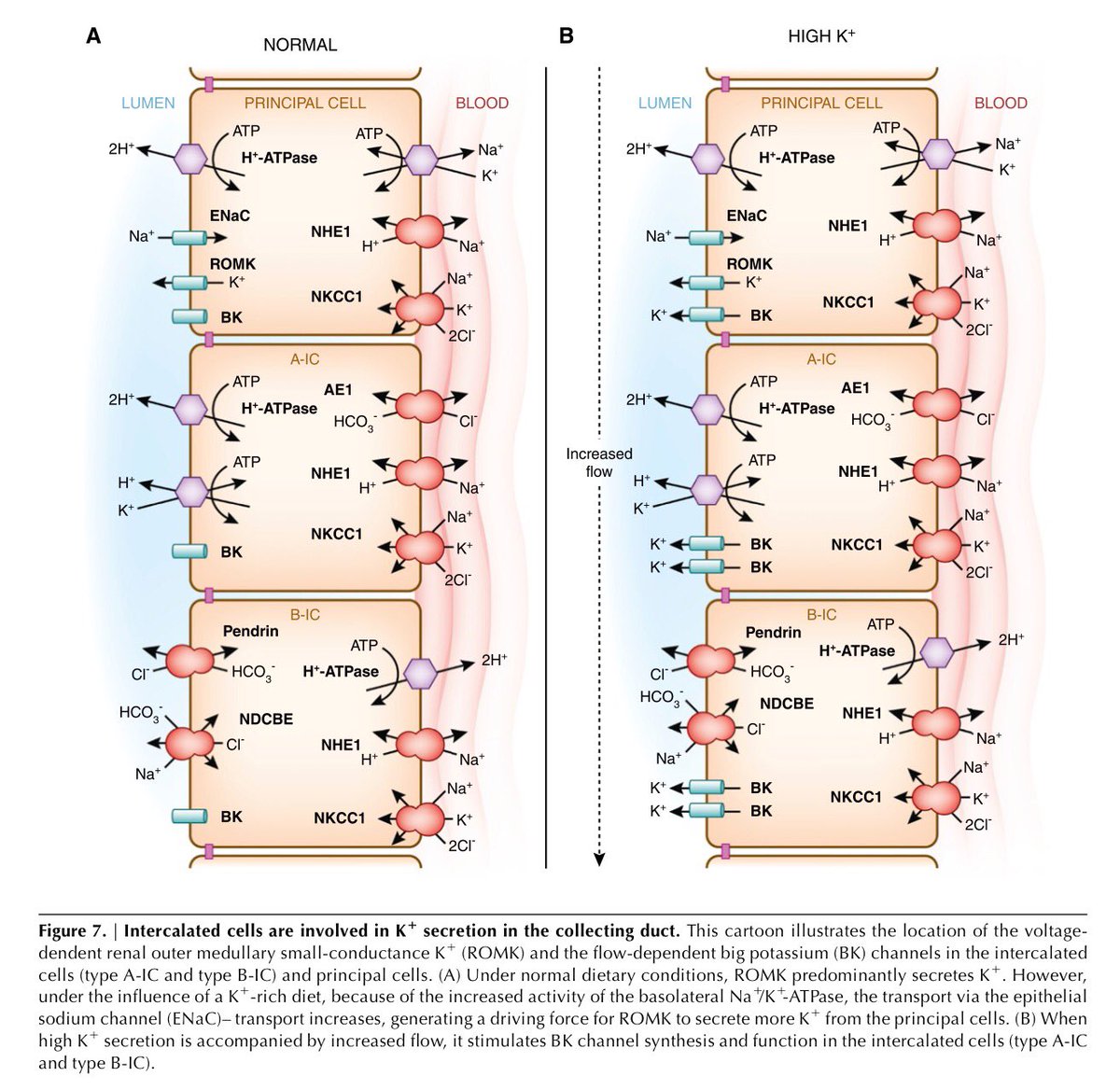 Renal Physiology 101: What every nephrologist should understand # ...